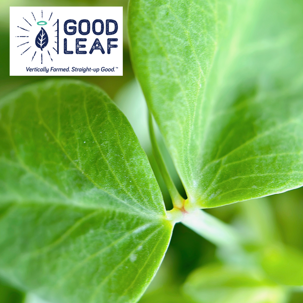 Who is GoodLeaf Farms And What Is Vertical Farming? – Market Fresh